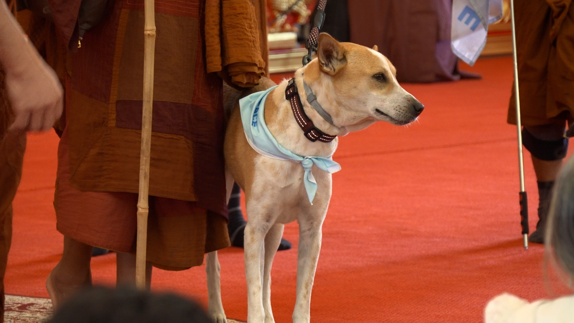 Walk for Peace: Buddhist monks and their dog Aloka stop at Wat ...